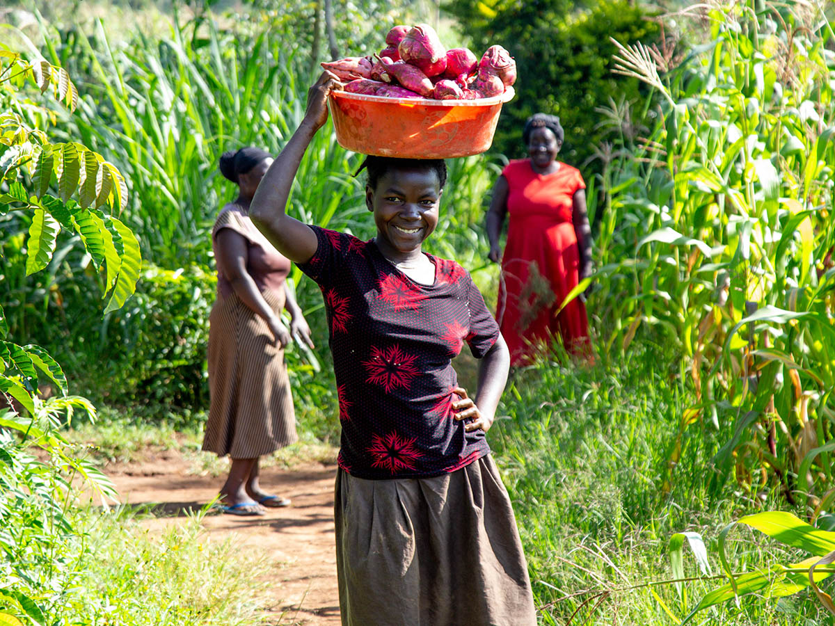 Enable a farmer in Kenya to plant an acre of sweet potatoes – CWS Best Gift